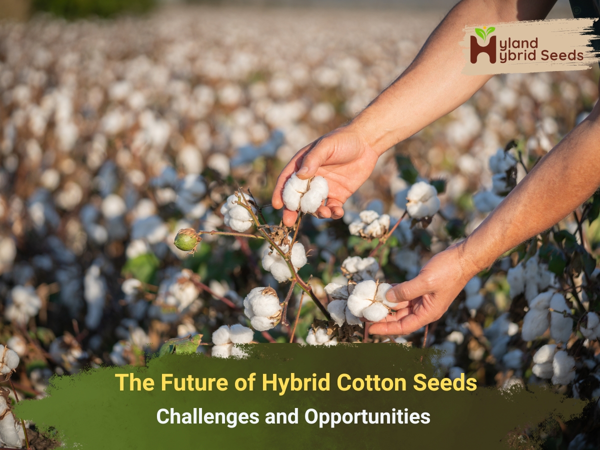 Hybrid Cotton Seeds: The Future of Sustainable Agriculture