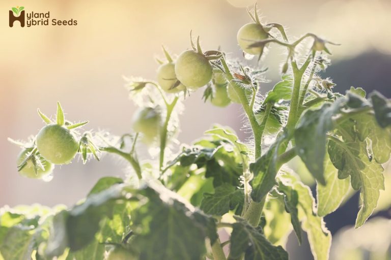 Hybrid vs Open-Pollinated Seeds: Which Is Right for You?